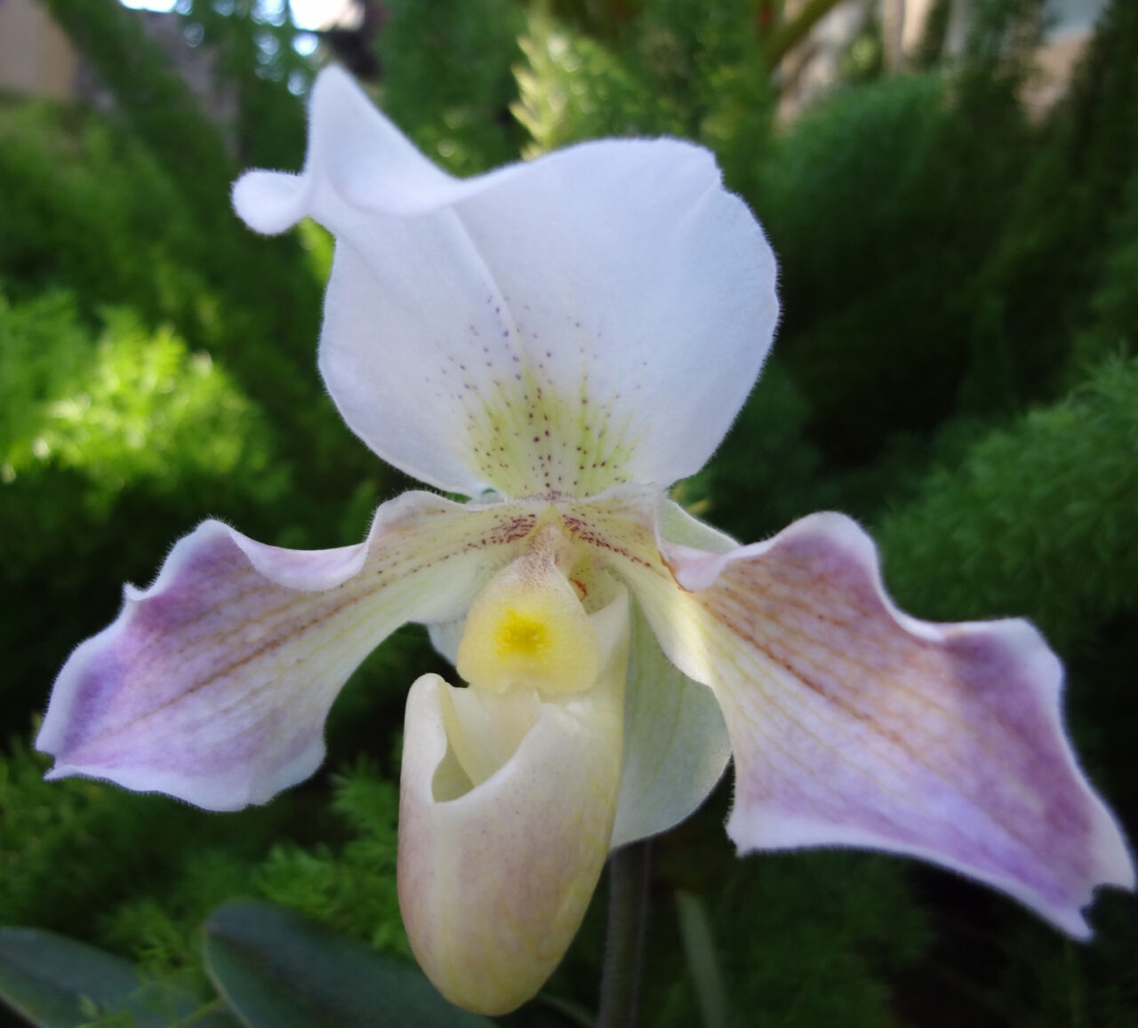 Orchid Room - H.P. Rawlings Conservatory & Botanic Gardens